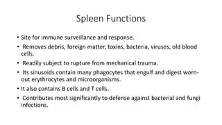 786 spleen immunity and microbiology | PPT