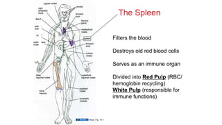 786 spleen immunity and microbiology | PPT