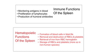 786 spleen immunity and microbiology | PPT