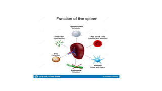 786 spleen immunity and microbiology | PPT