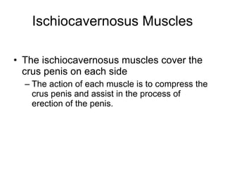 Male Reproductive System | PPT
