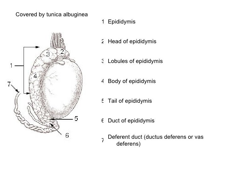Male Reproductive System