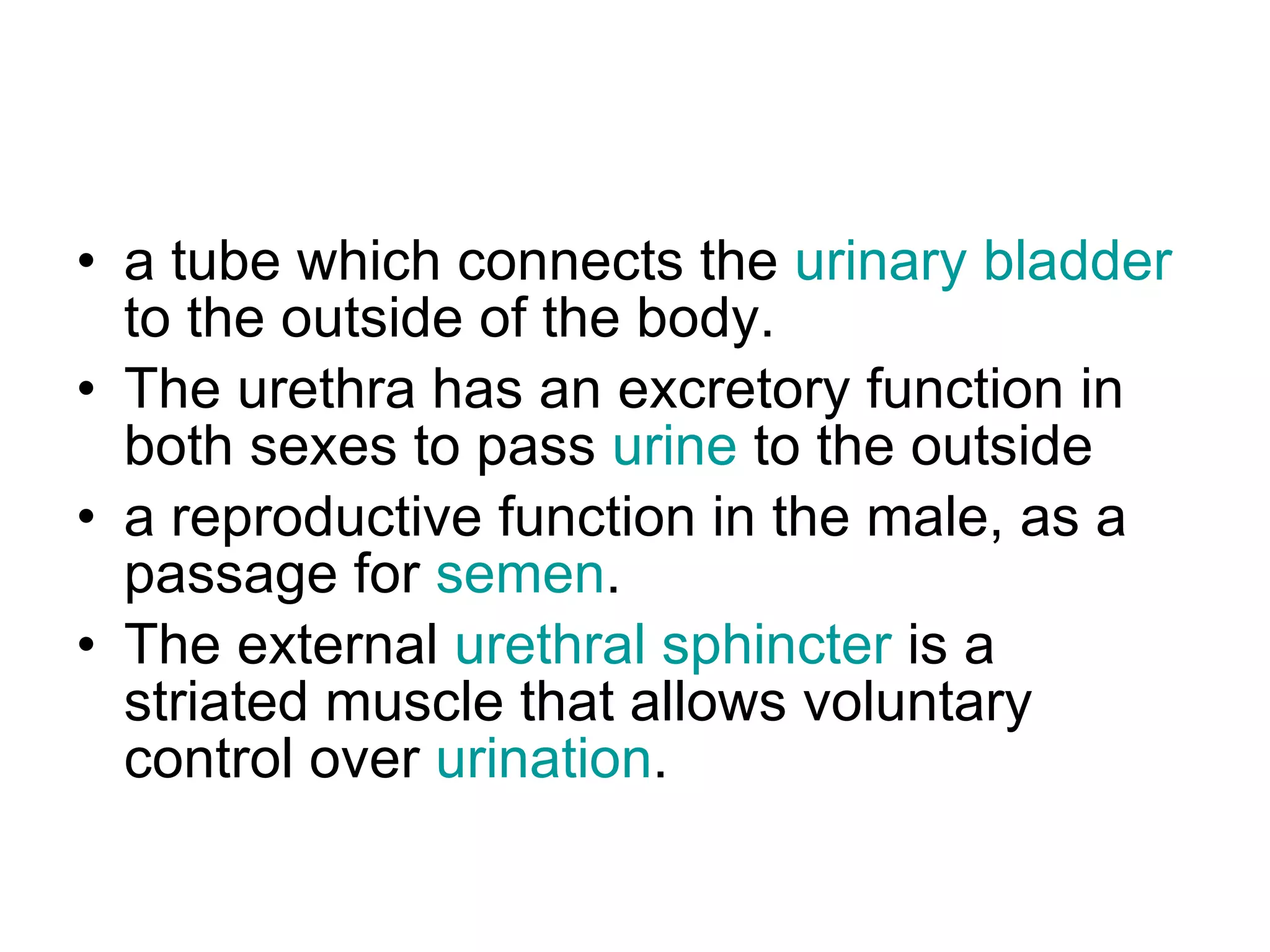7877402 male reproductive system | PPT