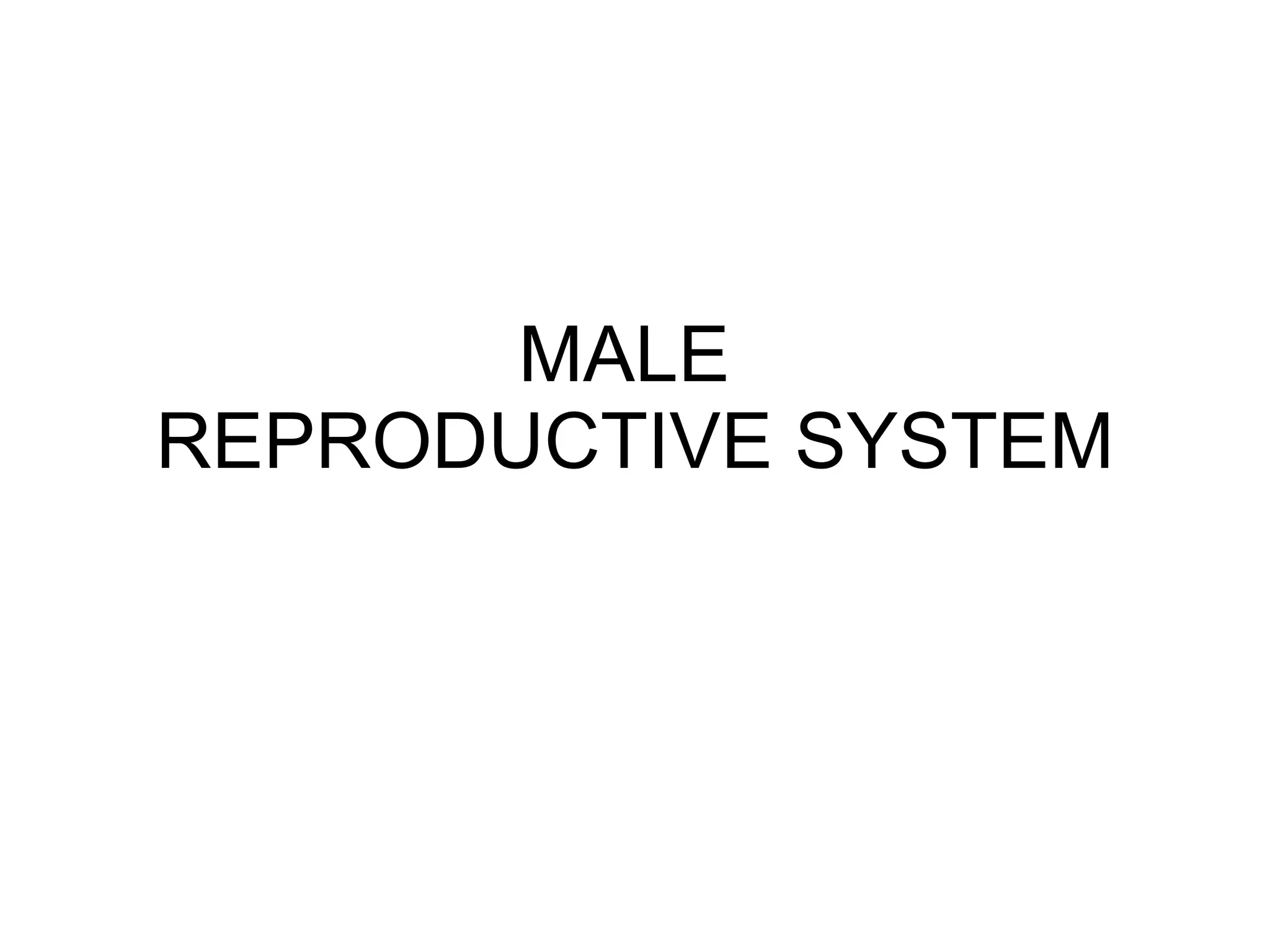 7877402 male reproductive system | PPT