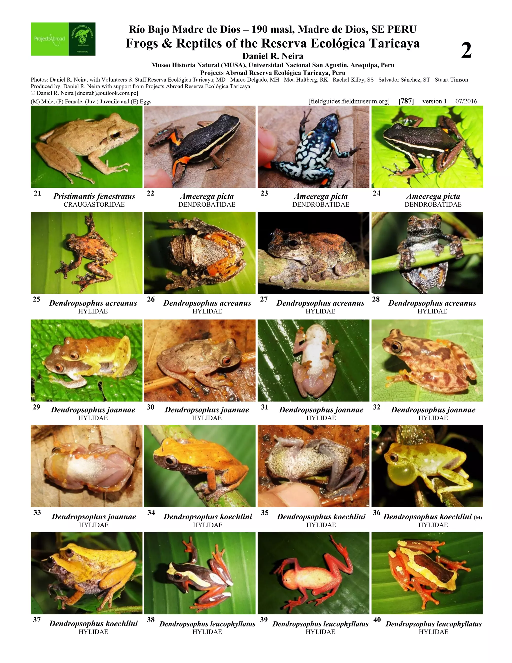 787 peru frogs-reptiles_reserva_ecologica_taricaya | PDF