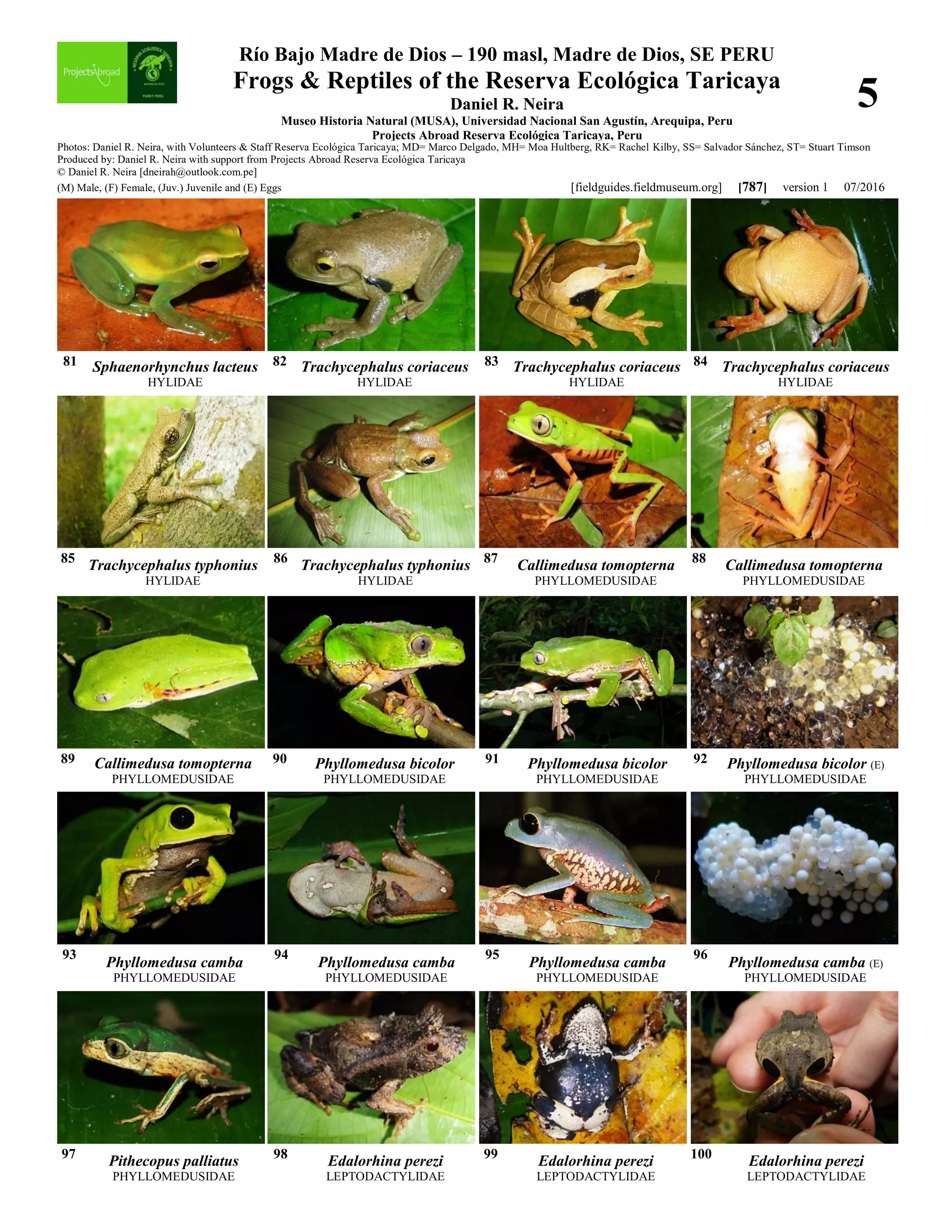 787 peru frogs-reptiles_reserva_ecologica_taricaya | PDF