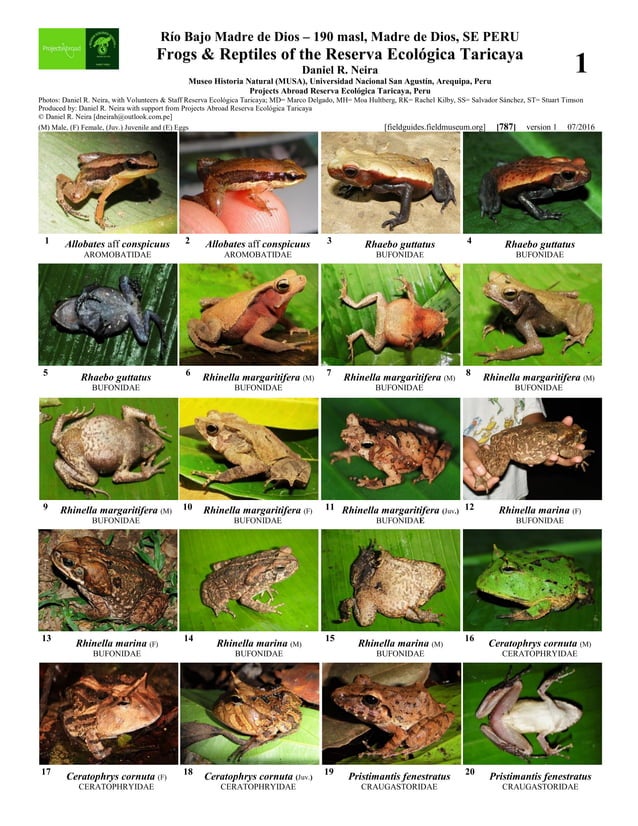 787 peru frogs-reptiles_reserva_ecologica_taricaya | PDF | Zoos ...