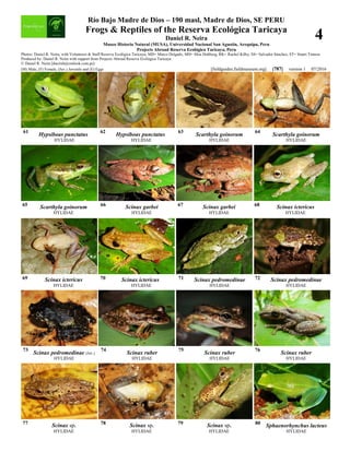 787 peru frogs-reptiles_reserva_ecologica_taricaya | PDF