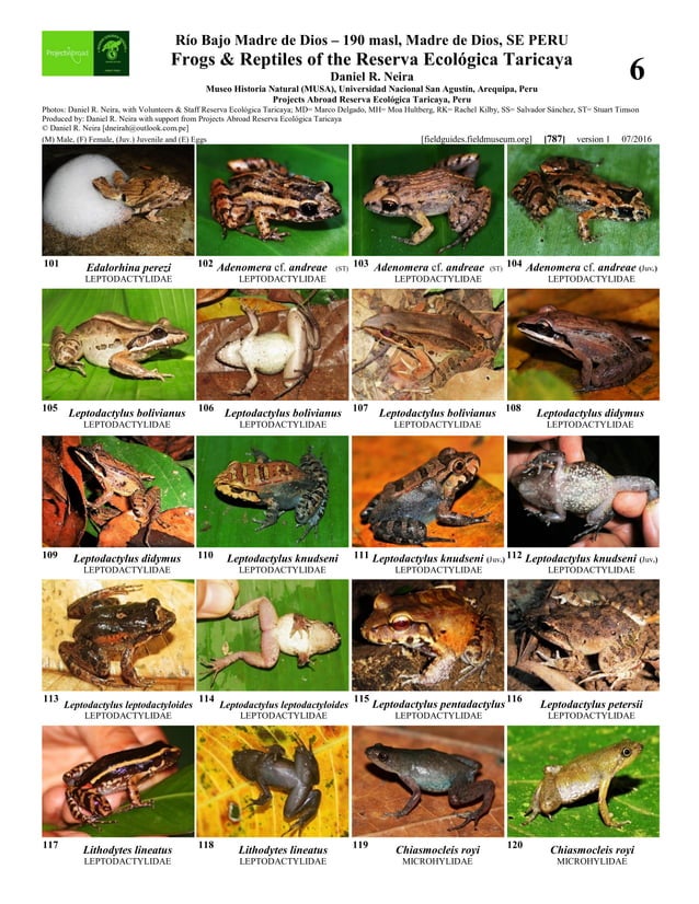 787 peru frogs-reptiles_reserva_ecologica_taricaya | PDF | Zoos ...