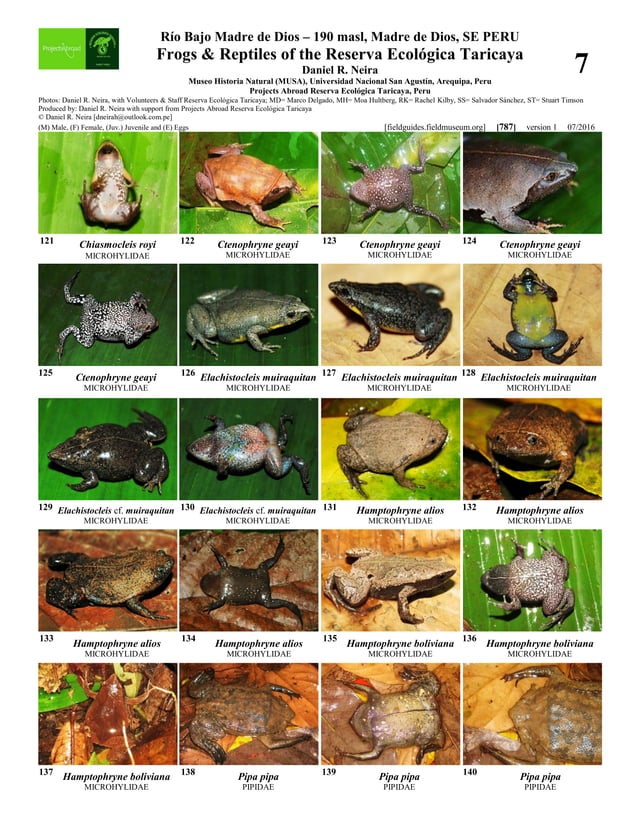 787 peru frogs-reptiles_reserva_ecologica_taricaya | PDF | Zoos ...