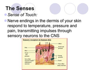 Physiology of the central nervous system 2 | PPT