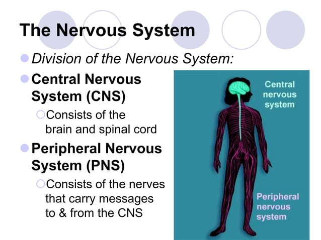 Physiology of the central nervous system 2 | PPT