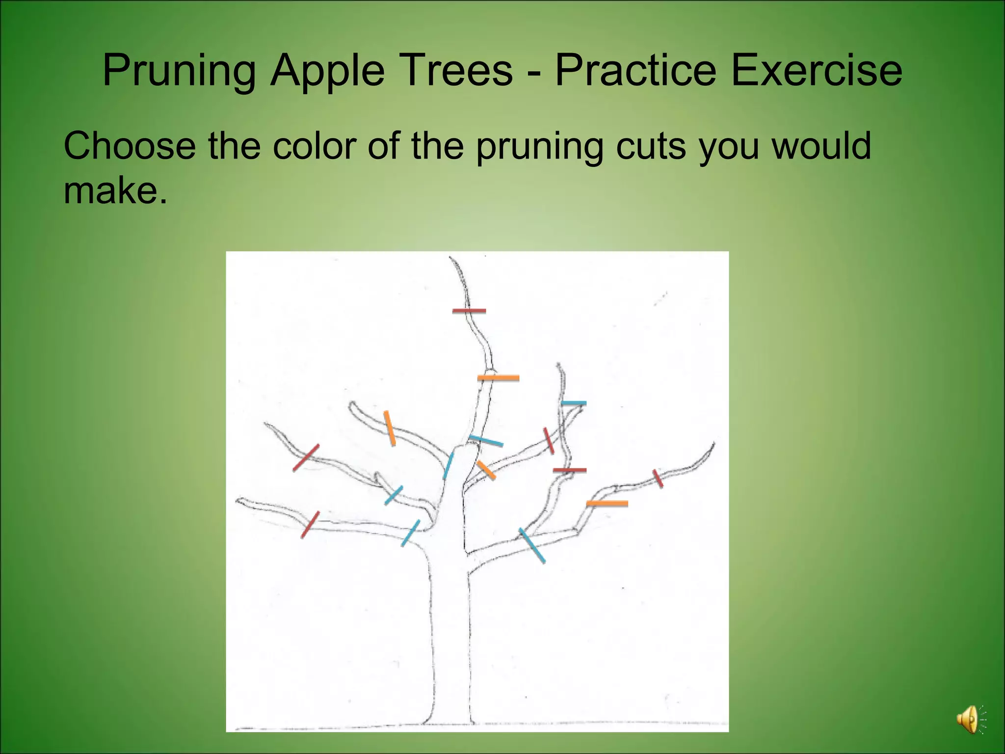 Pruning Apple Trees Practice Exercise | PPT