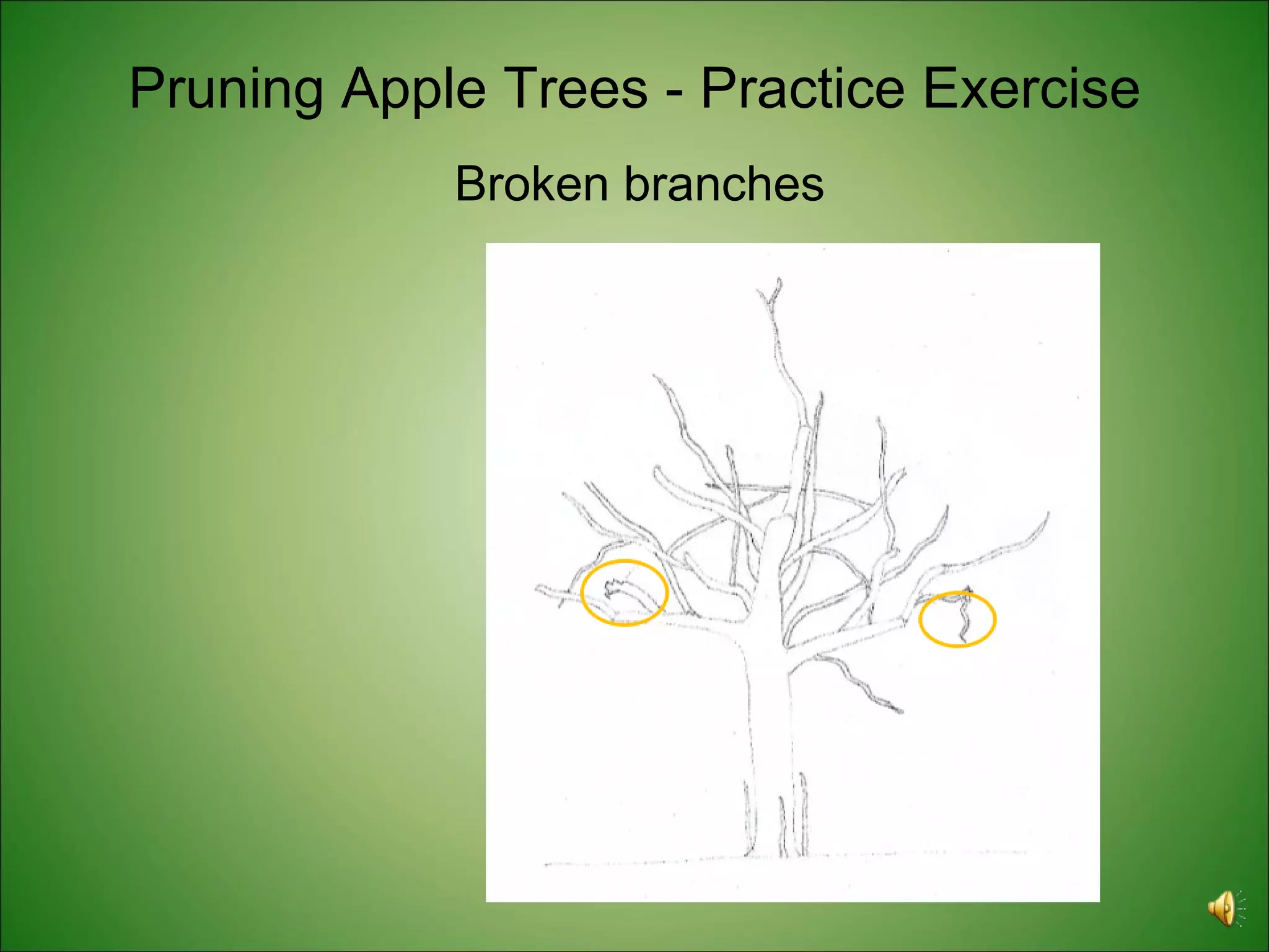 Pruning Apple Trees Practice Exercise | PPT