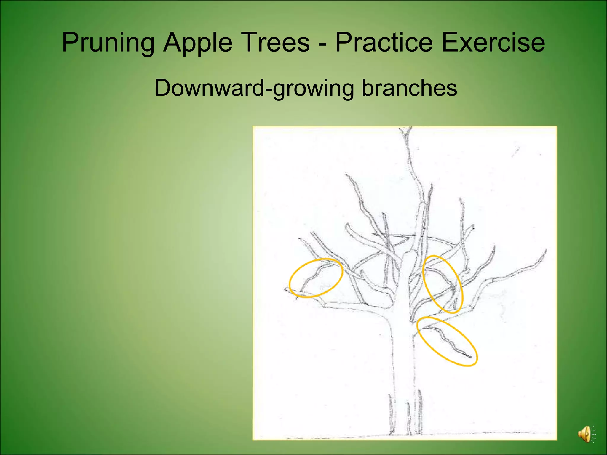 Pruning Apple Trees Practice Exercise | PPT
