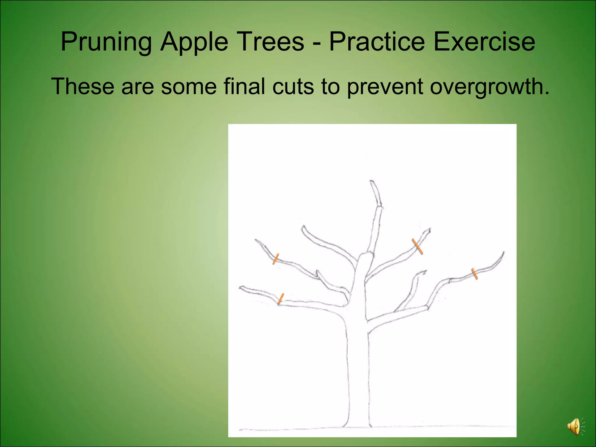 Pruning Apple Trees Practice Exercise | PPT