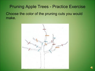 Pruning Apple Trees Practice Exercise | PPT
