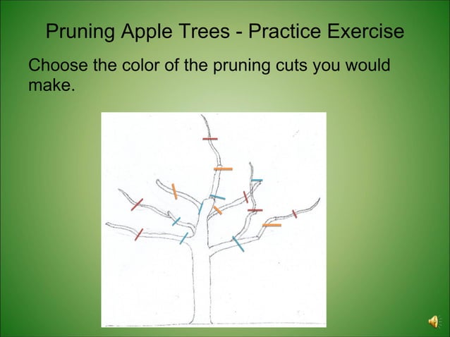Pruning Apple Trees Practice Exercise | PPT | Gardening | Home & Garden