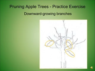 Pruning Apple Trees Practice Exercise | PPT