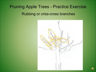 Pruning Apple Trees Practice Exercise | PPT