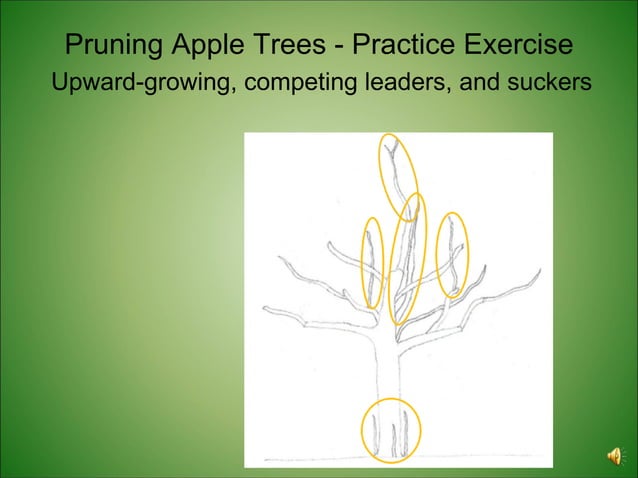 Pruning Apple Trees Practice Exercise | PPT | Gardening | Home & Garden