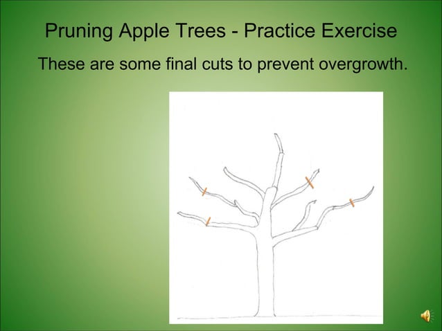 Pruning Apple Trees Practice Exercise | PPT | Gardening | Home & Garden