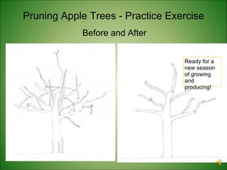 Pruning Apple Trees Practice Exercise | PPT