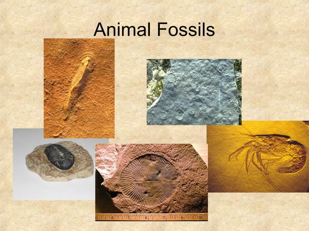 7946355 (1 fossilsjwedkldklasklkkddn).ppt