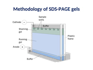 Electrophoresis Electrophoresis Electrophoresis | PPT