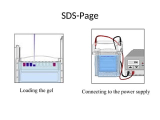 Electrophoresis Electrophoresis Electrophoresis | PPT