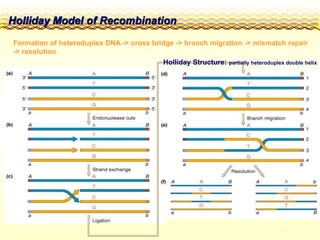 Recombination methods, Recombination methods | PPT