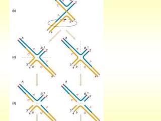 Recombination methods, Recombination methods | PPT