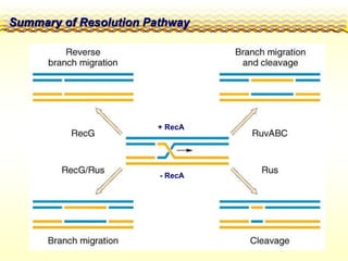 Recombination methods, Recombination methods | PPT