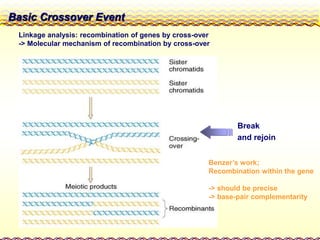 Recombination methods, Recombination methods | PPT