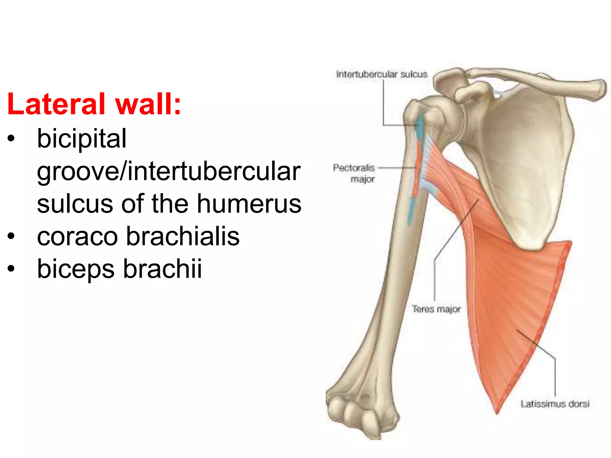 Axilla - Dr.K.S.Ravi
