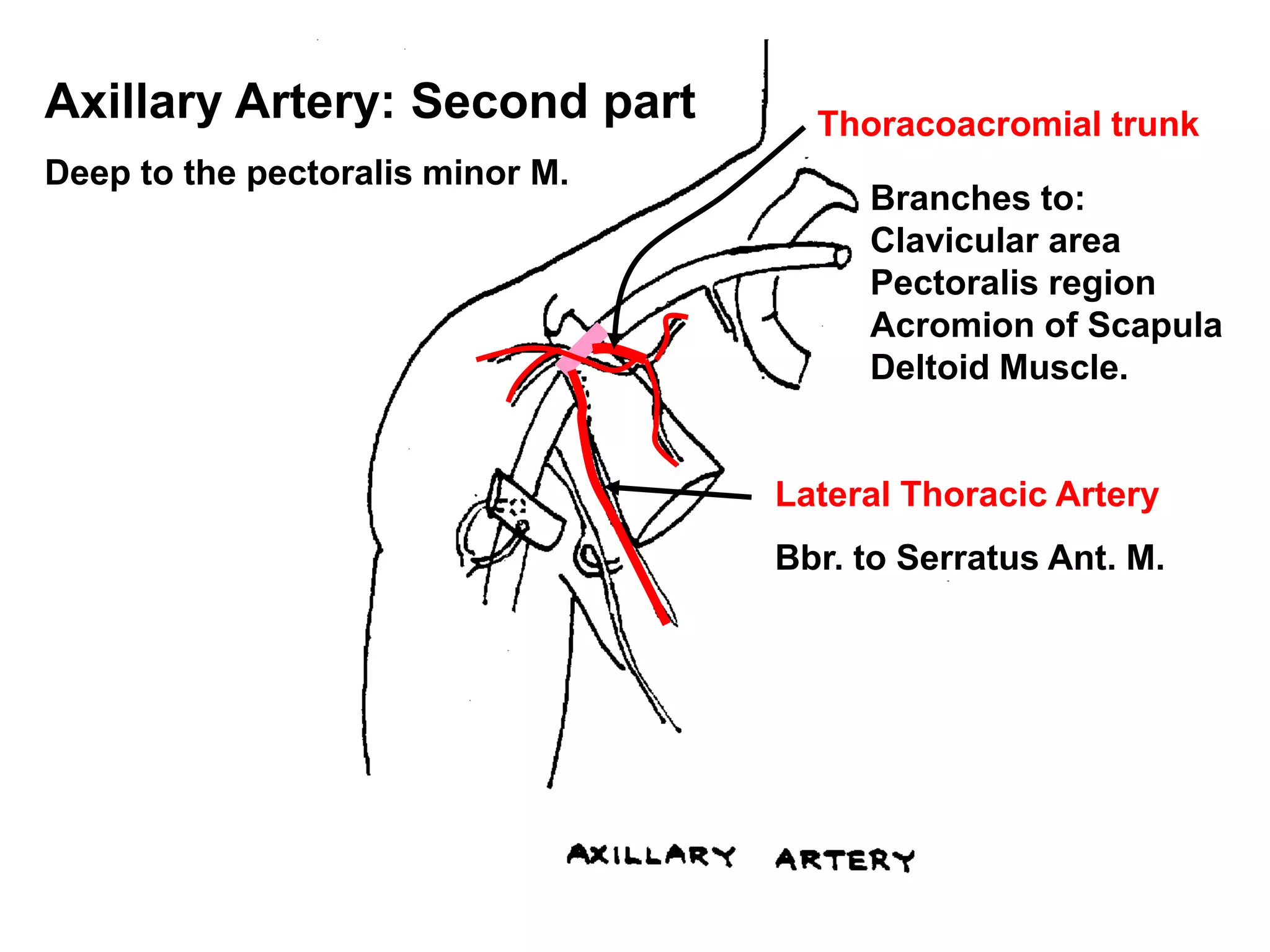 Axilla - Dr.K.S.Ravi