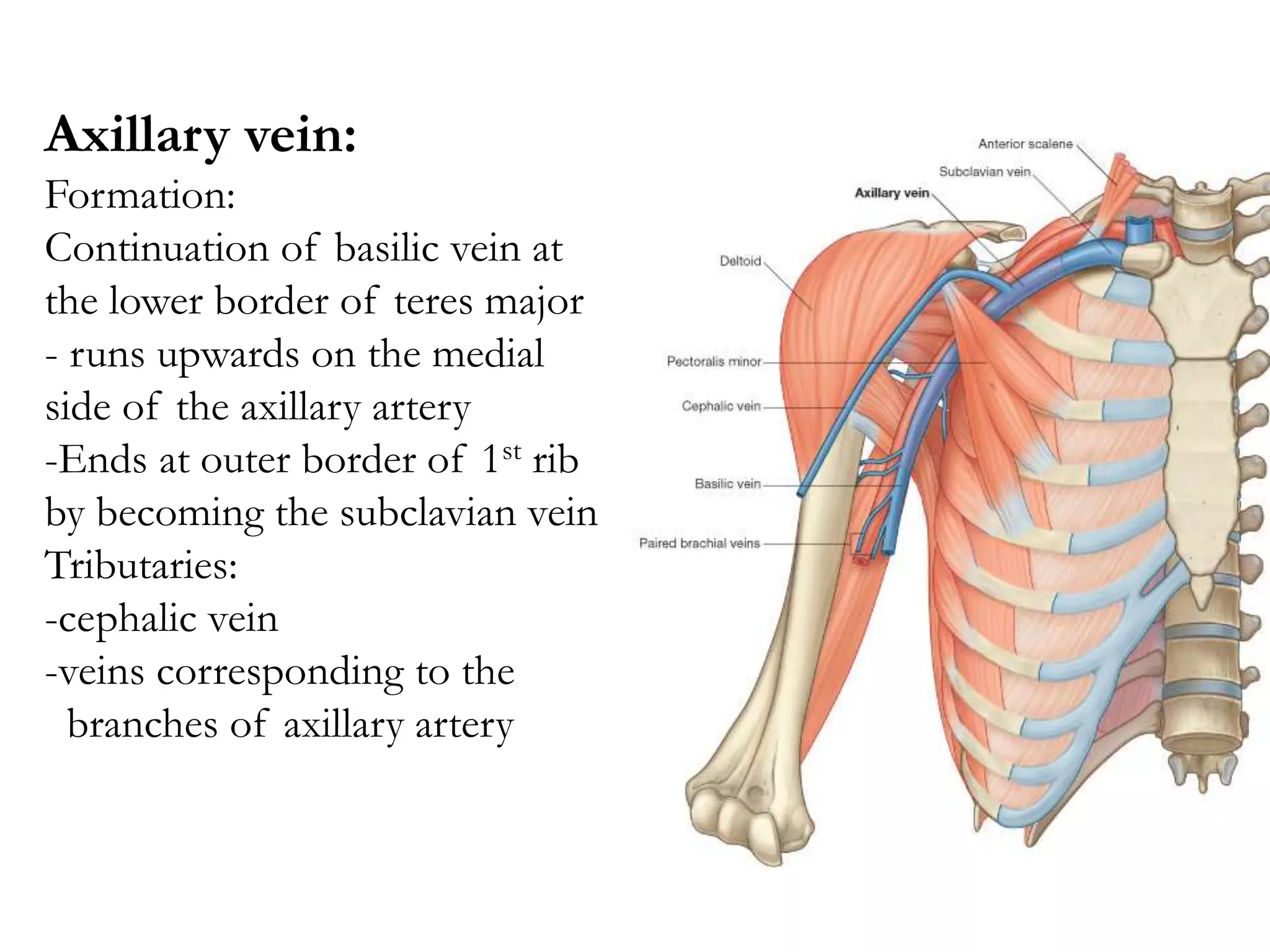 Axilla - Dr.K.S.Ravi