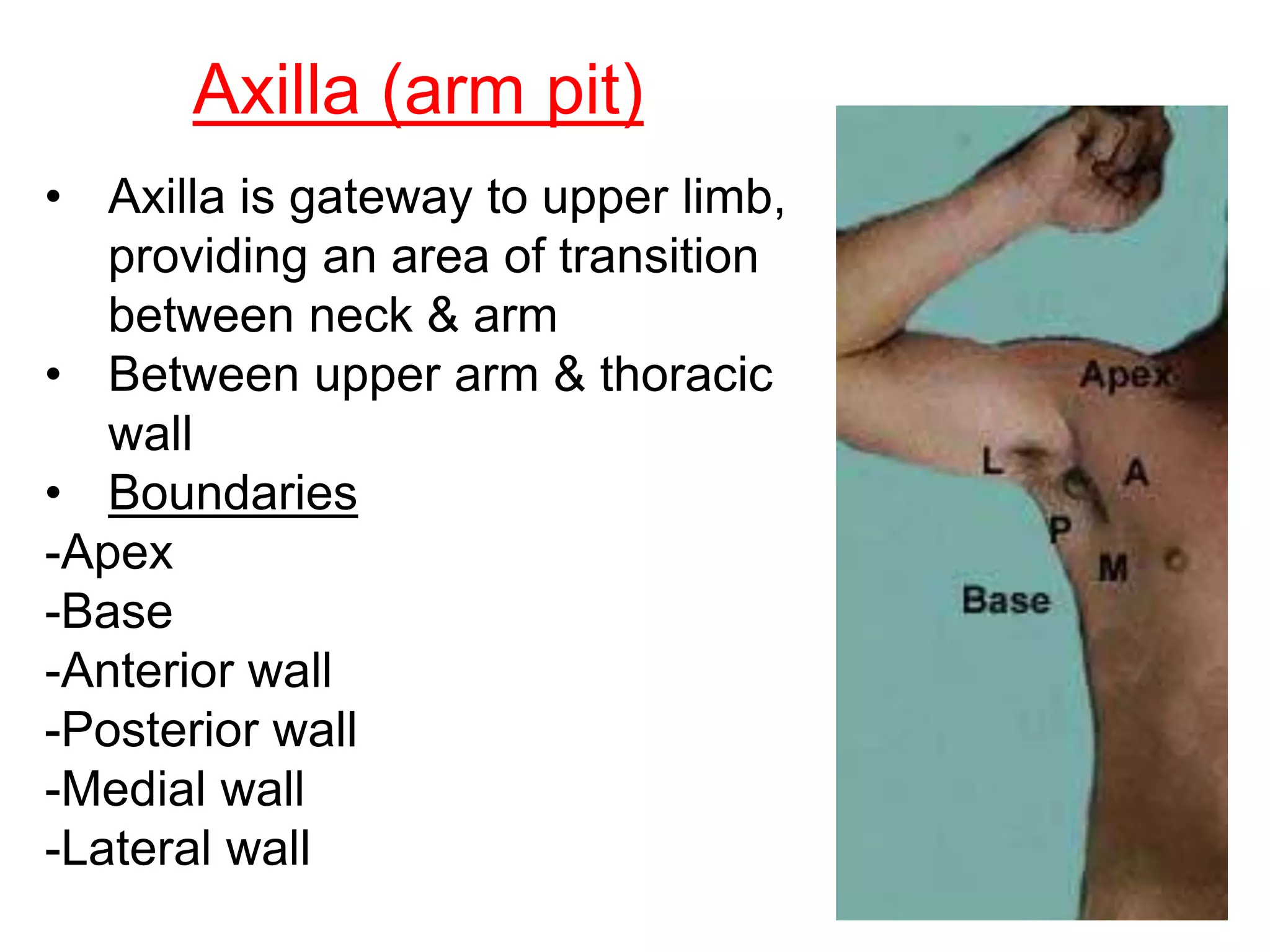 Axilla - Dr.K.S.Ravi