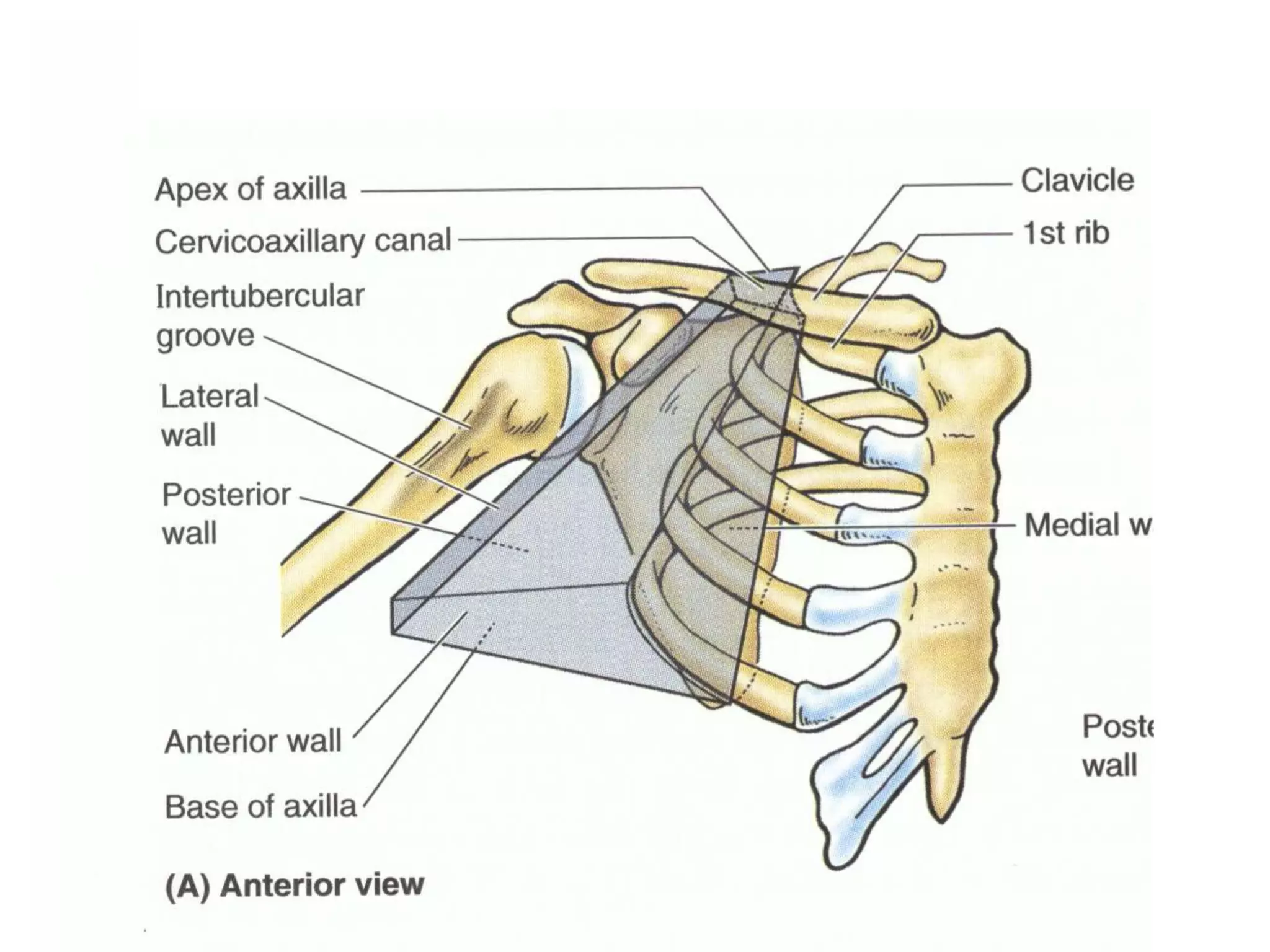 Axilla - Dr.K.S.Ravi