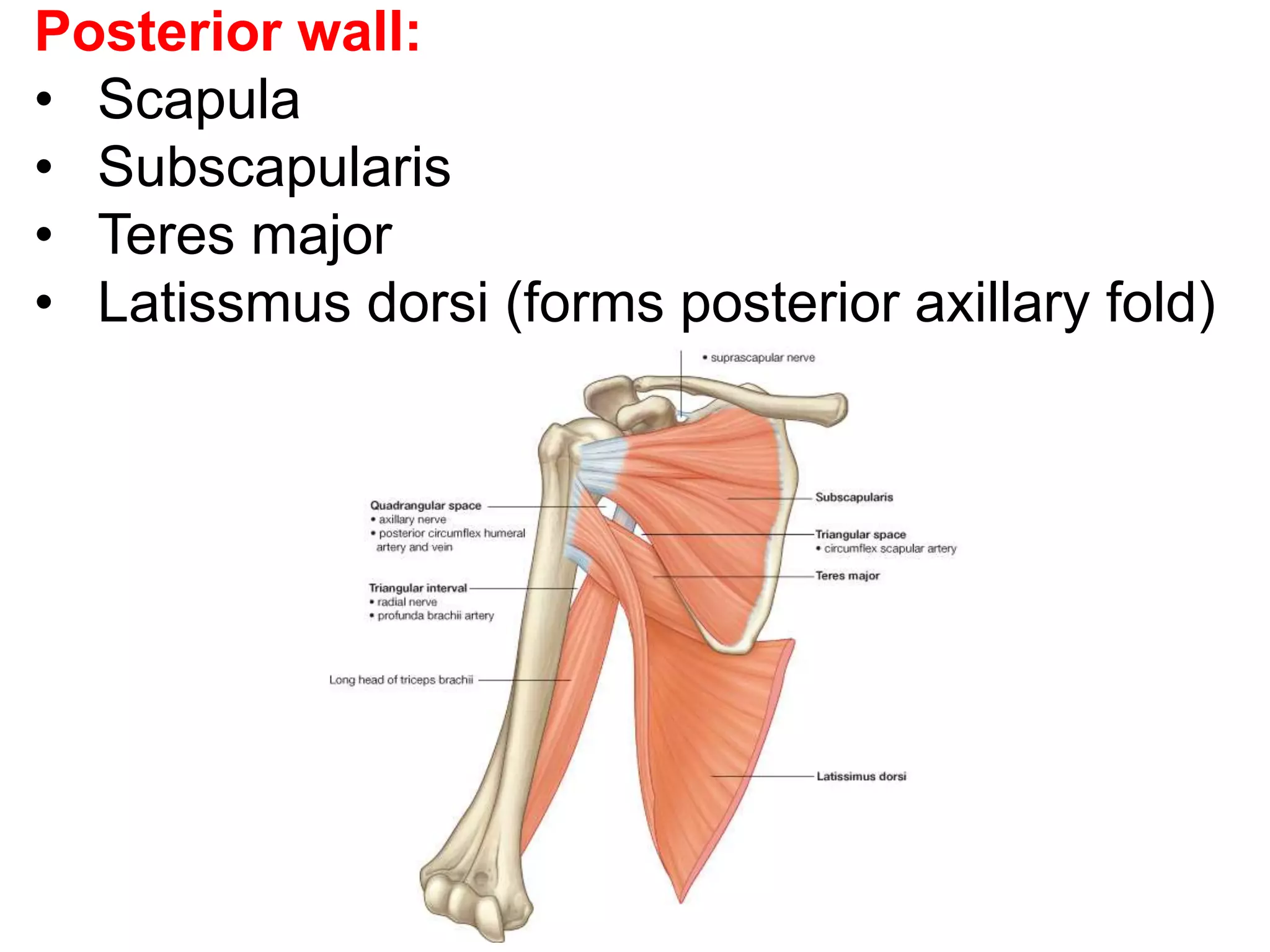 Axilla - Dr.K.S.Ravi