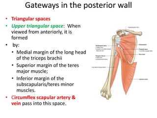 Axilla - Dr.K.S.Ravi | Death, Injury, or Military Conflict | Sensitive ...