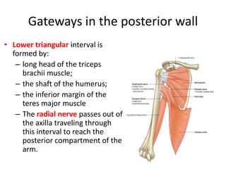 Axilla - Dr.K.S.Ravi | Death, Injury, or Military Conflict | Sensitive ...
