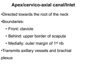 Axilla - Dr.K.S.Ravi | Death, Injury, or Military Conflict | Sensitive ...