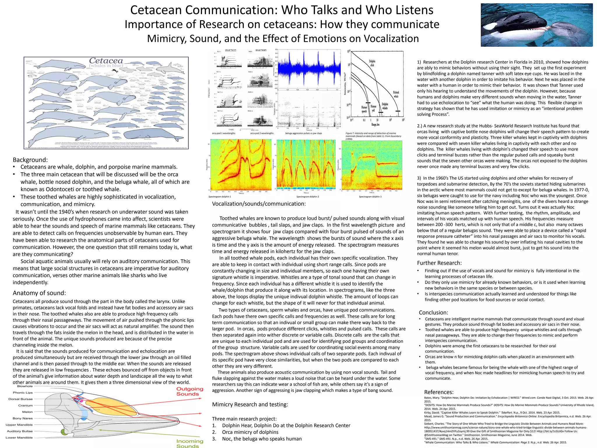 cetacean powerpoint 2015 | PDF