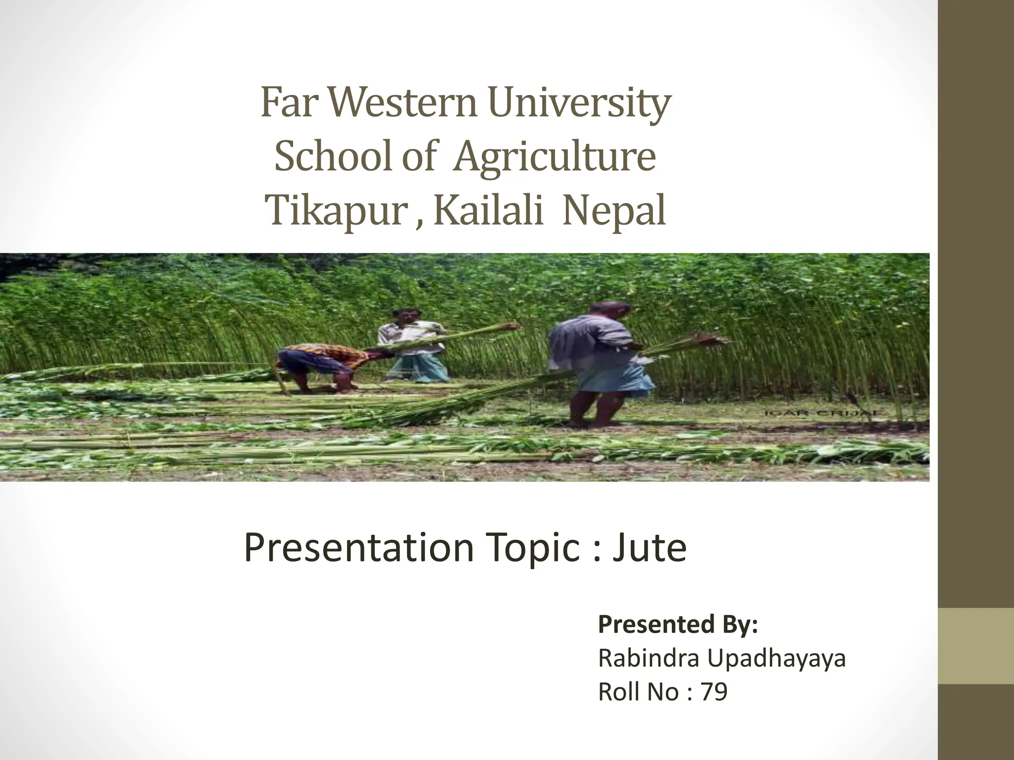 Jute a introduction to nus crops .pptx