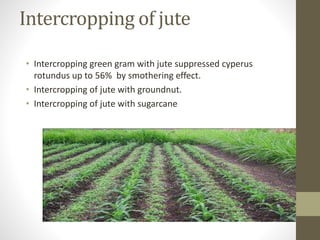 Jute a introduction to nus crops .pptx