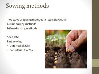 Jute a introduction to nus crops .pptx