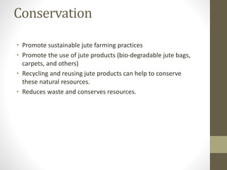 Jute a introduction to nus crops .pptx