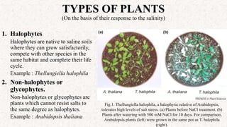 Resistance Mechanism and Molecular Responses to the Salinity.pptx