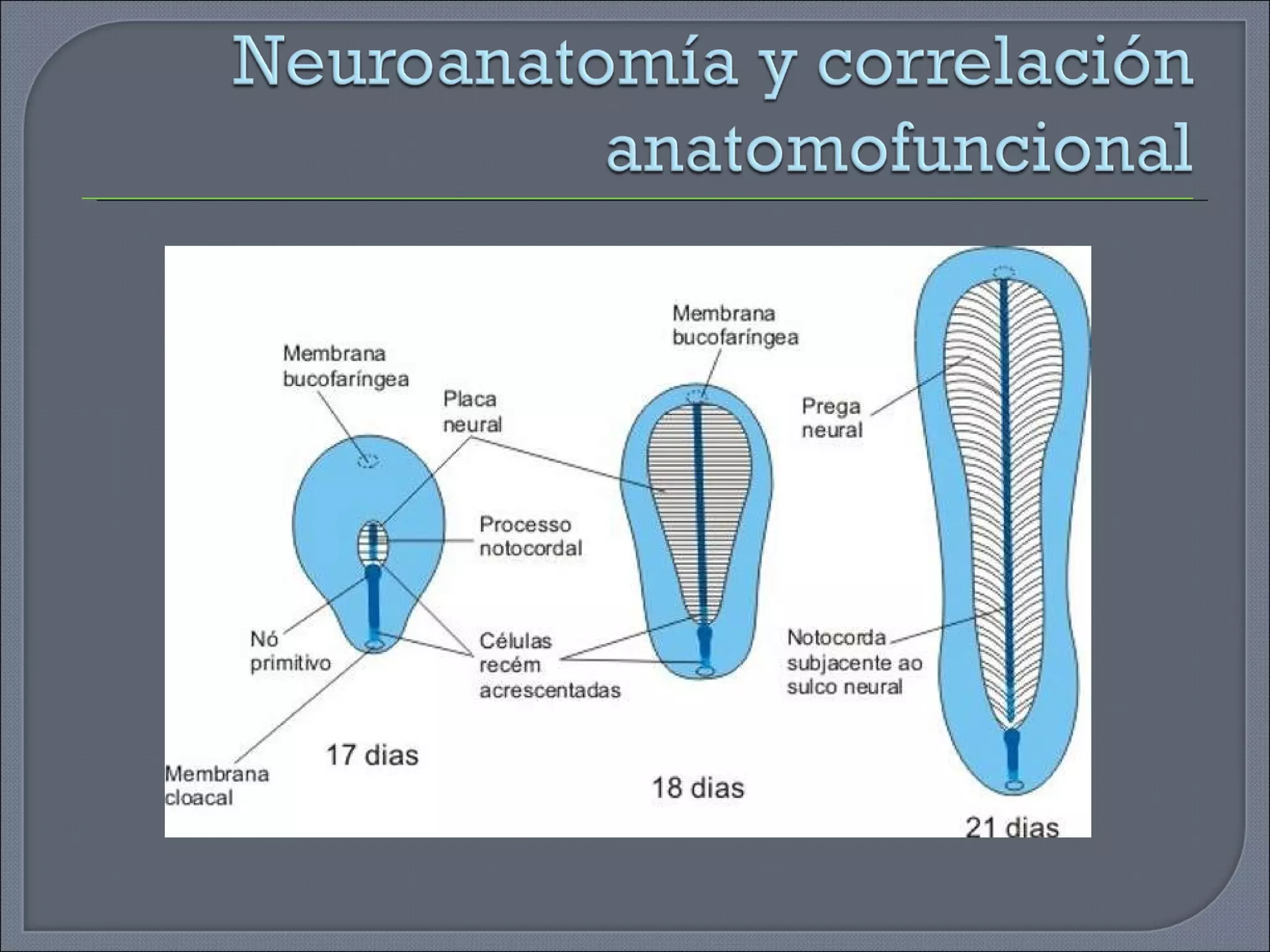 7a. neuroanatomía y correlación anatomofuncional | PPT
